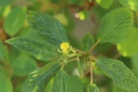 モロヘイヤの育て方・栽培方法 | LOVEGREEN(ラブグリーン)